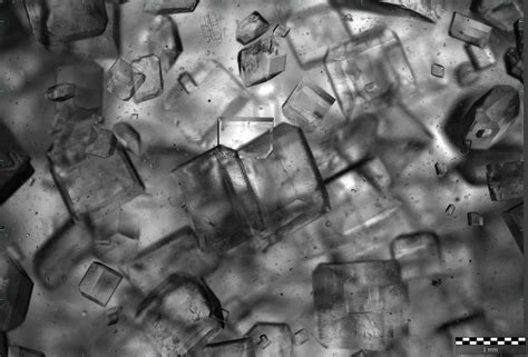 Detection Of Secondary Nucleation