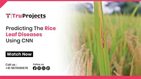 Predicting The Rice Leaf Diseases Using Cnn Youtube