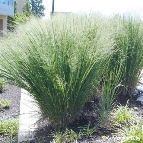 Паникум Хеви Метъл