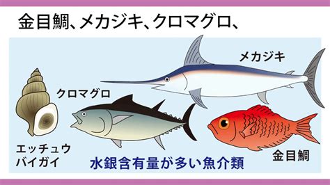 【妊婦さん必見】水銀の多い魚、少ない魚を知っておこう。 Youtube