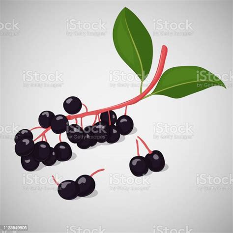 밝은 육즙 새 체리 또는 회색 배경에 나무나 만화 스타일의 디자인에 대 한 달콤한 맛 벡터 일러스트입니다 딸기 컬렉션입니다