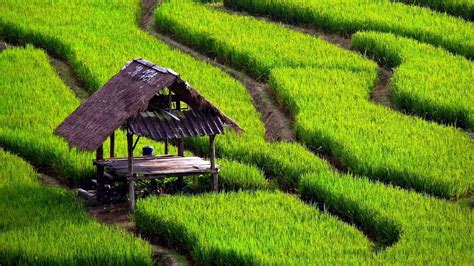 Emerald Terrace Hut — Hd Nature Wallpaper 1920x1080 Wallpaper Abyss