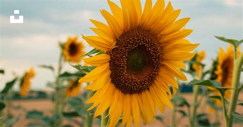 해바라기 밭에 있는 큰 해바라기 사진 Unsplash의 무료 벽지 이미지