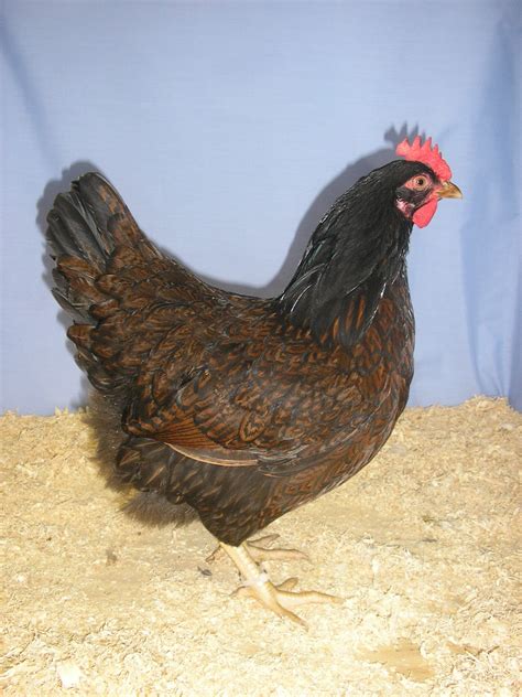 Barnevelder Poultry Hub Australia