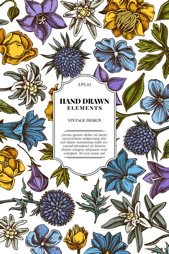 컬러 도라지 에델바이스 글로브 씨슬 글로브 플라워 초원 제라늄 젠티아나 카드 디자인 그리기에 대한 스톡 벡터 아트 및 기타