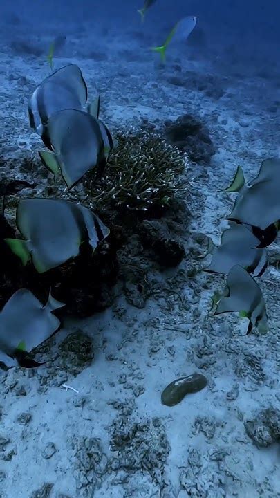 石垣島 大崎 アカククリの根 アカククリ Okinawadiving Diving Okinawa Ishigakiiland 沖縄ダイビング ダイビング 石垣島 Youtube