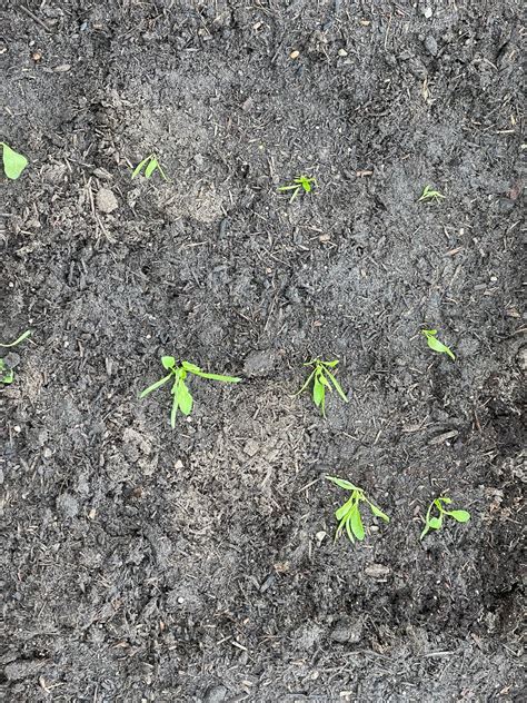 Transplanted My Spinach Seedling Are They Dying Theyve Been Outside Since Seeds Other News