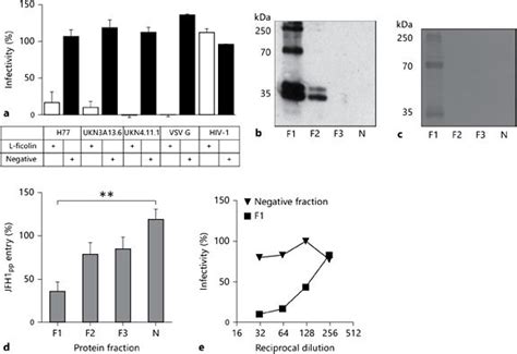 L Ficolin Mediated Neutralization Of Hcv Entry A Retroviral
