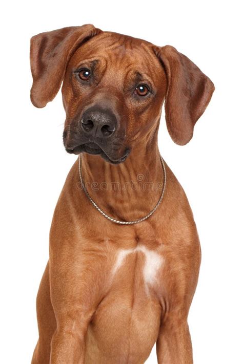 Hunderasse Rhodesian Ridgeback Stockfoto Bild Von Getrennt