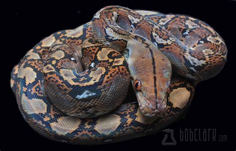 Reticulated Python Alchetron The Free Social Encyclopedia