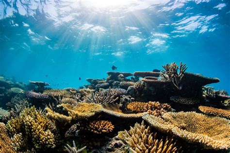 Remote Reefs Surveying Lizard Island Oceanographic