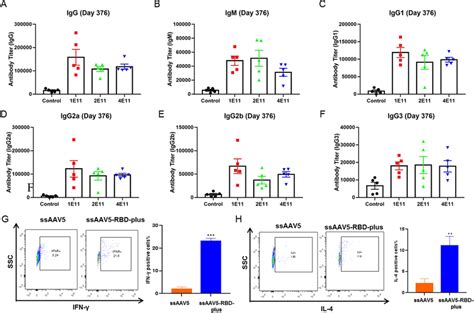 Durable Immune Responses And Broad Protection Against Sars Cov 2 Download Scientific Diagram