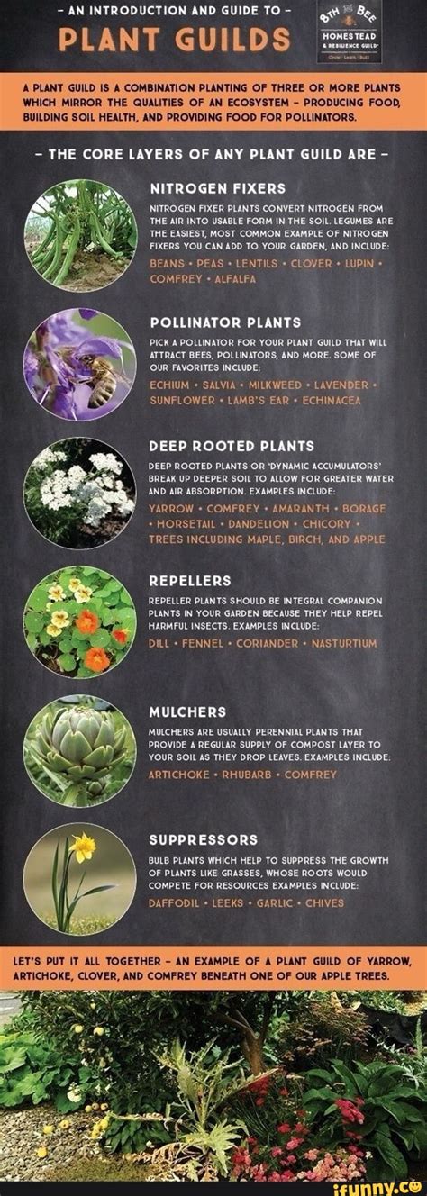 An Introduction And Guide To Plant Guilds A Plant Guild Is A