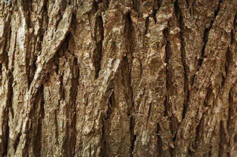 Premium Photo Tree Bark Texture Background