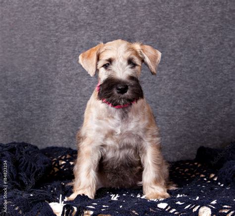 Wheaten Terrier Schnauzer Mix