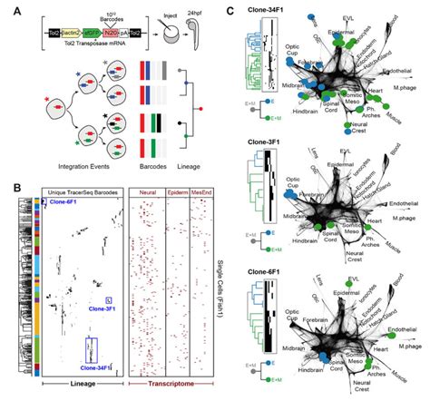 Single Cell Transcriptomic Barcoding Of Cell Lineages Using Tracerseq