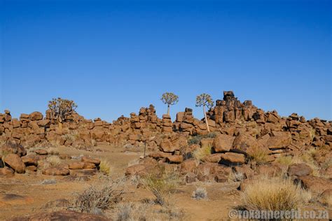 Quivertree Forest And Giants Playground Namibia Roxanne Reid