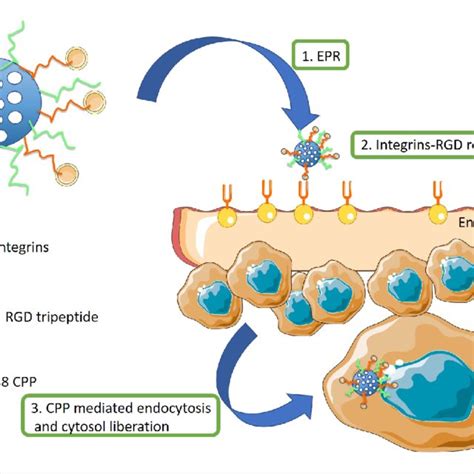Combination Of Unspecific CPP And Endothelial Specific Ligands For Download Scientific Diagram
