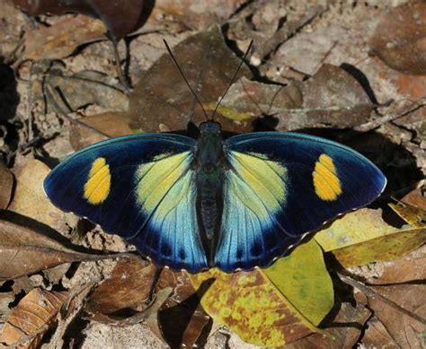 Janetta Forester Learn Butterflies