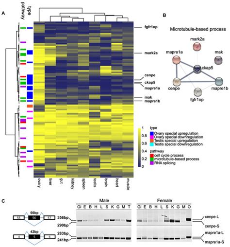 Life Free Full Text Comprehensive Transcriptome Analysis Reveals