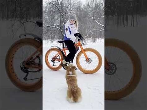 Минусы коротких лапок 🥺 | Bicycle, Vehicles