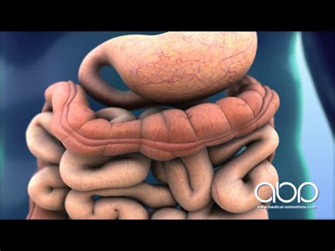Human Digestive System Animation Video How Digestive System Works 3d