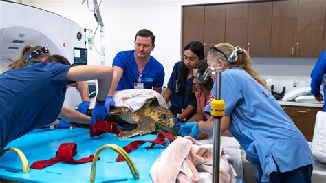 Jupiter Medical Center Cat Scan Helps Loggerhead Turtle Regain Health