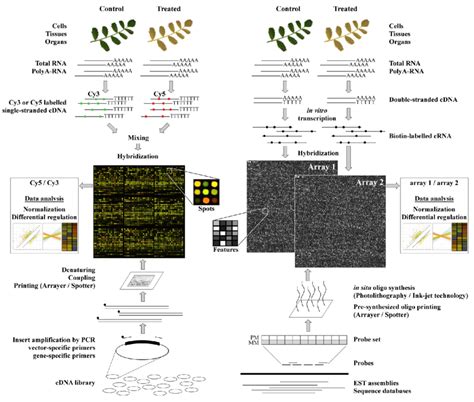 Cdna And Oligonucleotide Microarrays At Maddison Grosse Blog