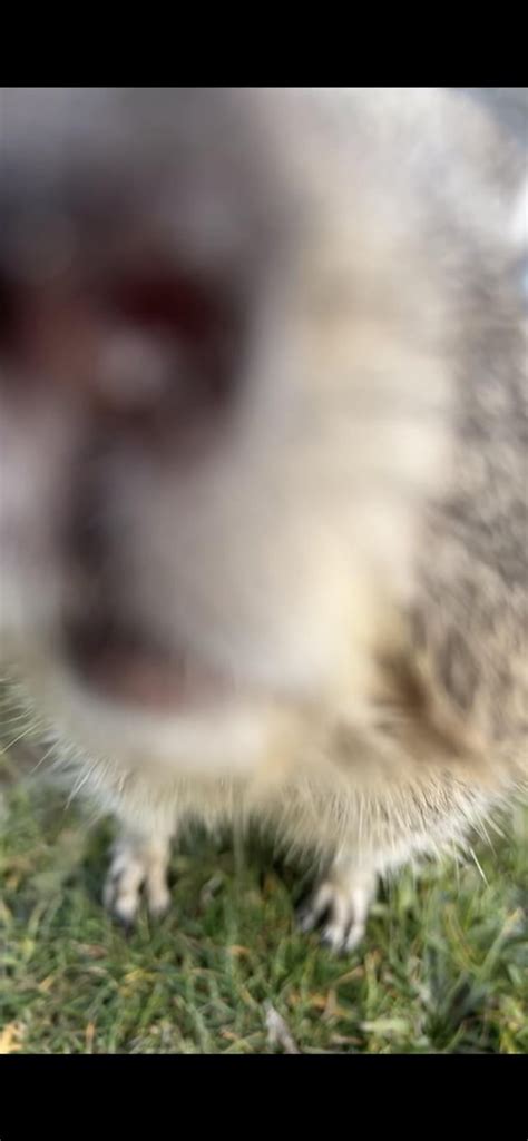 Onomon U Onomon Reddit