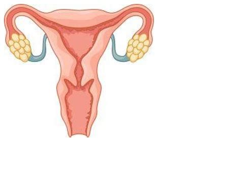 Health Midterm Female Reproductive System Diagram Quizlet