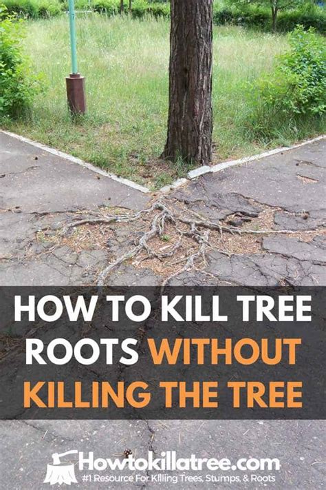 How To Kill Tree Roots Without Killing Tree Sewer Yard And Driveway BACKYARDABLES