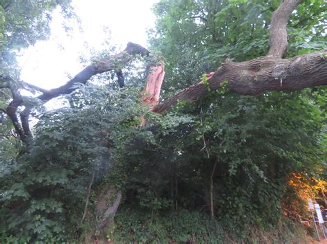 Huge Tree Crashes Onto Car Park South Devon News SouthHams Com