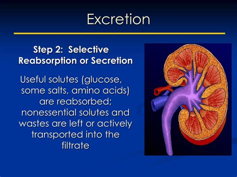 Excretion Vs Secretion