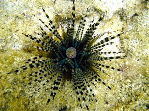 285b Classes Of Echinoderms Beautiful Sea Creatures Urchin Echinoderm