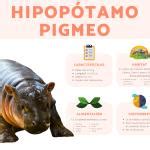 ¿cuánto Pesa Un Hipopótamo Entre 1300 Y 1800 Kg