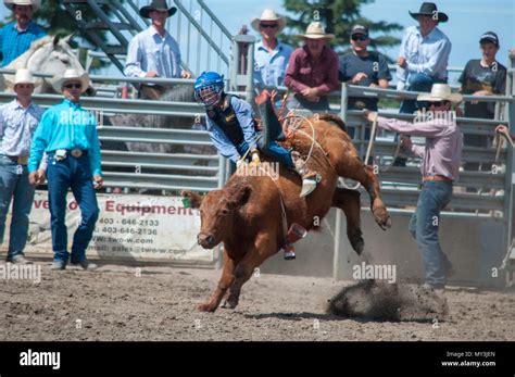 Youth Competitor In The Wild Cow Riding Competition Nanton Nite Rodeo
