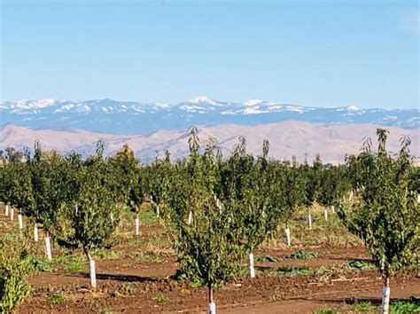 Fresnocounty Curtis Williamson