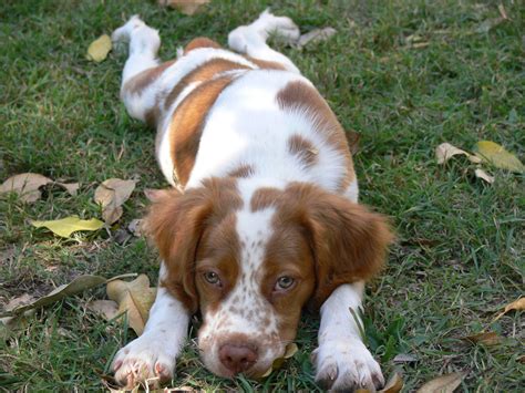 Young Flat Remi Brittany Spaniel Dogs Brittany Dog Brittany Spaniel