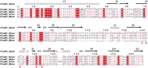 Figure Ev5 Sequence Alignment Of Known Archaellin Folds With Structure Download Scientific