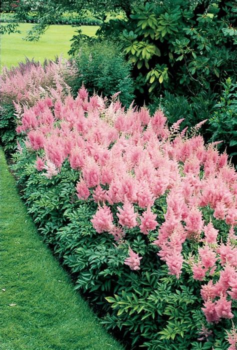 Schattenpflanzen In Prachtvollen Farben Für Einen Magischen Garten Flower Garden Shade Plants