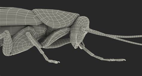Cockroach Walking Pose 3d Turbosquid 1195600
