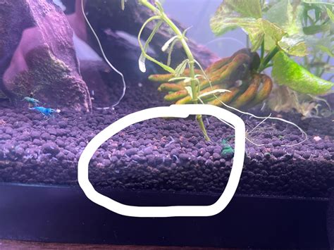 Tank Is Covered In These White Worms Help Should I Be Worried R