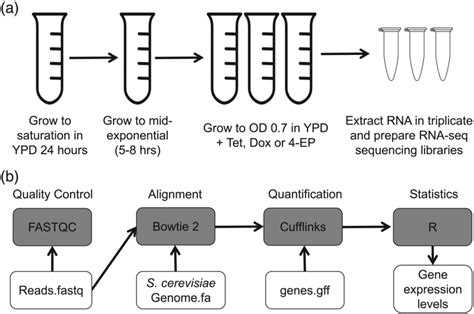 Experimental Design And Analysis Pipeline A The Design Of The