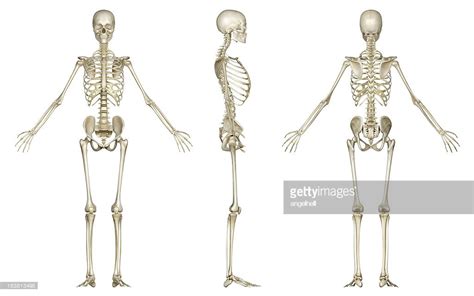 Pe Revision Skeleton 2 Diagram Quizlet