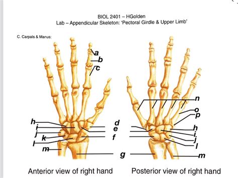 Carpals And Manus Diagram Quizlet