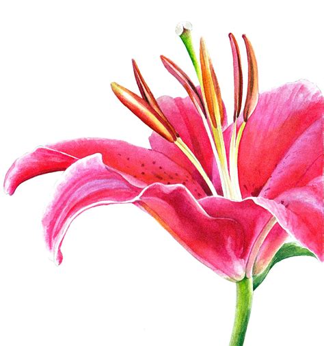 Helen Campbell Art Stargazer Lily