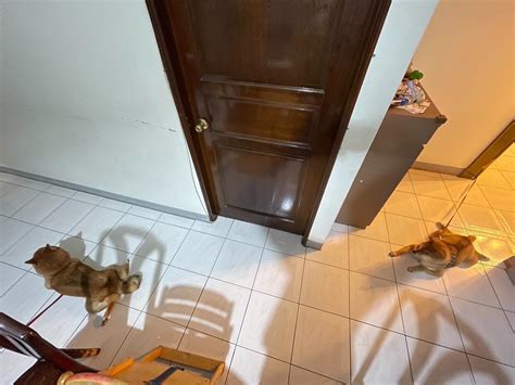 昨天老爸在庭院🚬 聽到微弱的聲音：救命，救命！ 結果走上斜坡發現是附近鄰居帶著他們家的柴柴ㄚ頭散步滑倒了😢 老爸趕緊叫了救護車，主人因為自己一個人住，很擔心丫頭不知道怎麼辦，結果我爸很帥氣的說