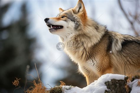 捕食的狼高清图片下载 正版图片600255844 摄图网
