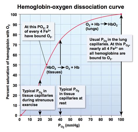 Oxygen Dissociation Curve Flashcards Quizlet