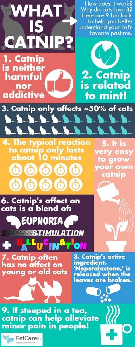 What Is Catnip How To Grow Catnip For Your Cat